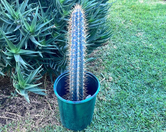 Rooted Cereus Blue Cactus,large Cactus,blue Cactus,live Cactus Gift ...