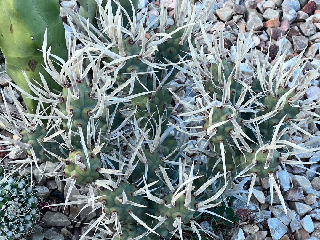 Rare Paper Spine Cactus Tephrocactus Articulatus,2 Cuttings,rare Exotic ...
