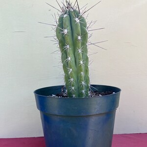 Stetsonia Coryne Toothpick Cactus,rare Cactus,toothpick Cactus,diy ...