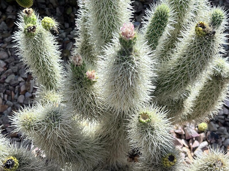 Teddy Bear Cholla Cactus,cylindropuntia Bigelovii,1 Unrooted Cactus ...