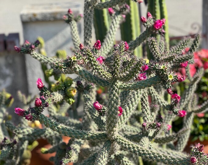 Mini Cholla Cylindropuntia Cactus,large Cactus,rare Cactus DIY Cactus ...