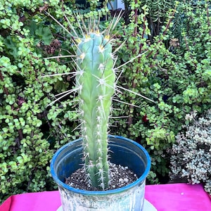Stetsonia Coryne Toothpick Cactus,rare Cactus,toothpick Cactus,diy ...