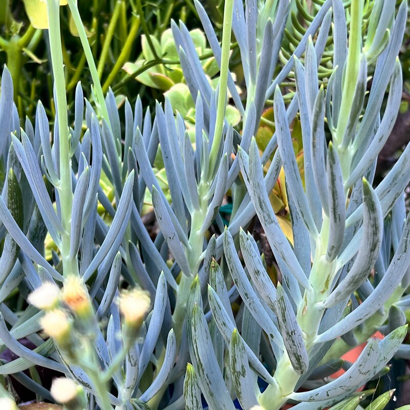 Blue Chalksticks - Etsy