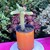Rooted Cylindropuntia Mini Cholla Cactus,rare Cactus,diy Cactus ...