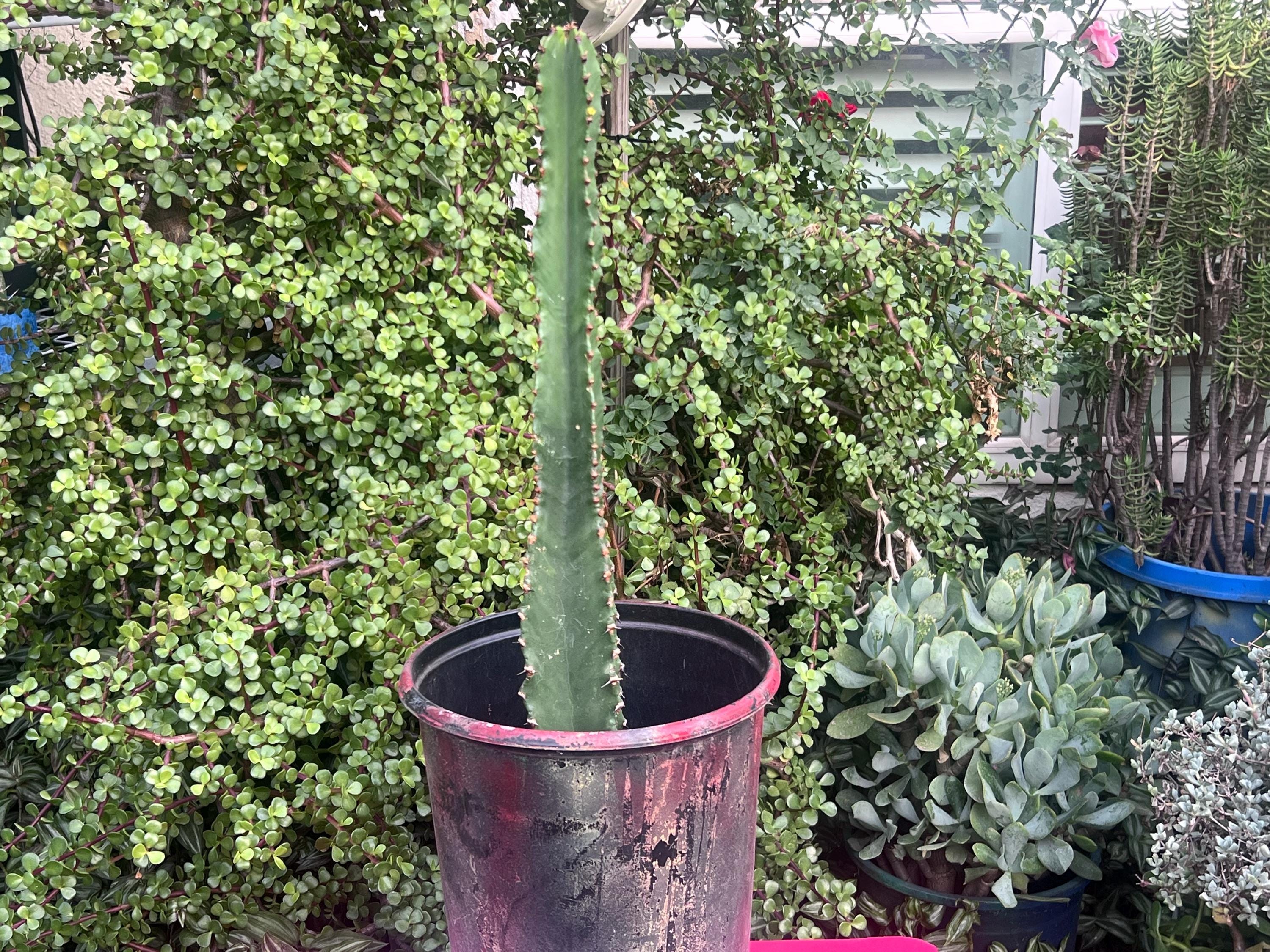 Euphorbia Ingens Candelabra Chocolate Drop Cactus - 25” Tall (no ...