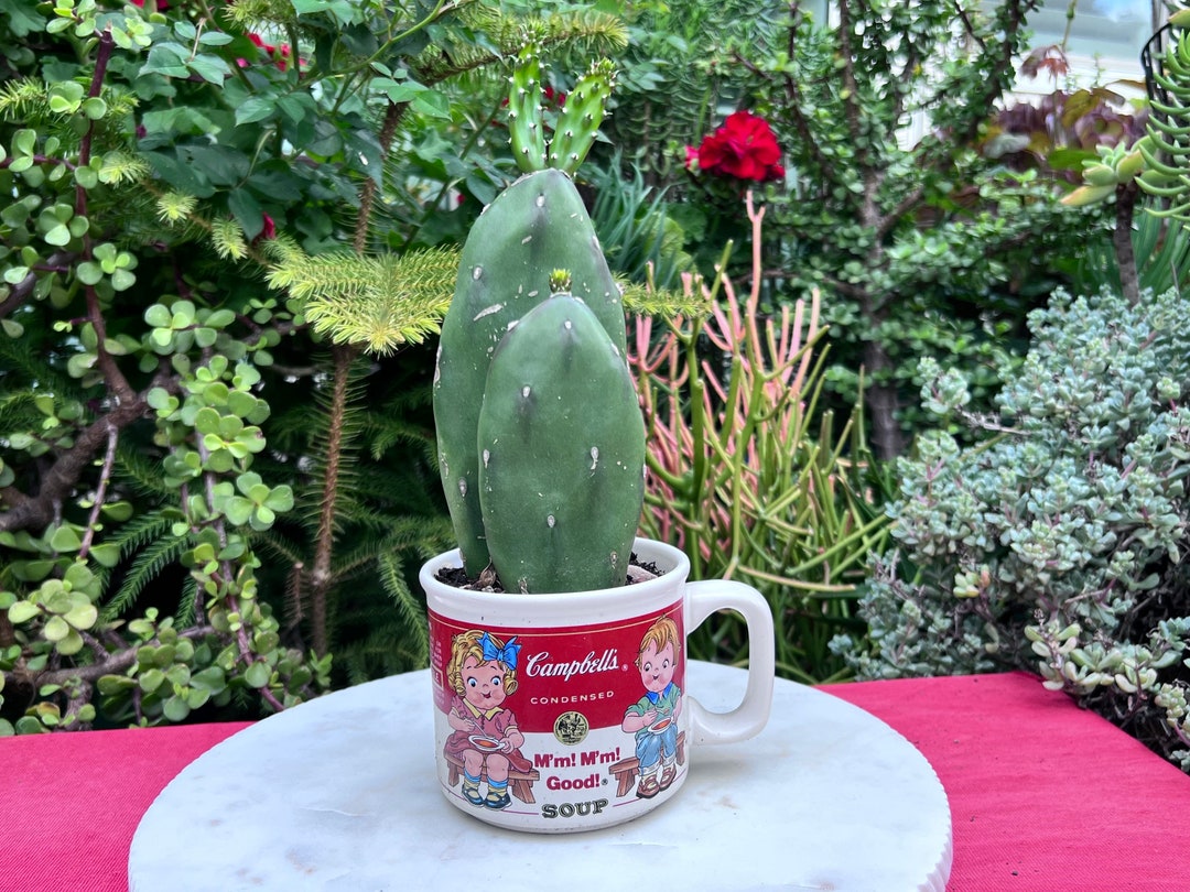 Vintage Campbells Upcycled Mug Planter With Opuntia Cactus,unique ...
