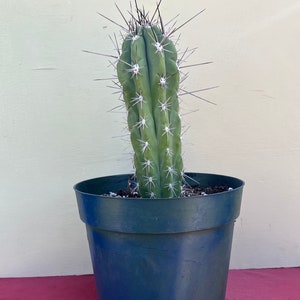 Stetsonia Coryne Toothpick Cactus,rare Cactus,toothpick Cactus,diy ...