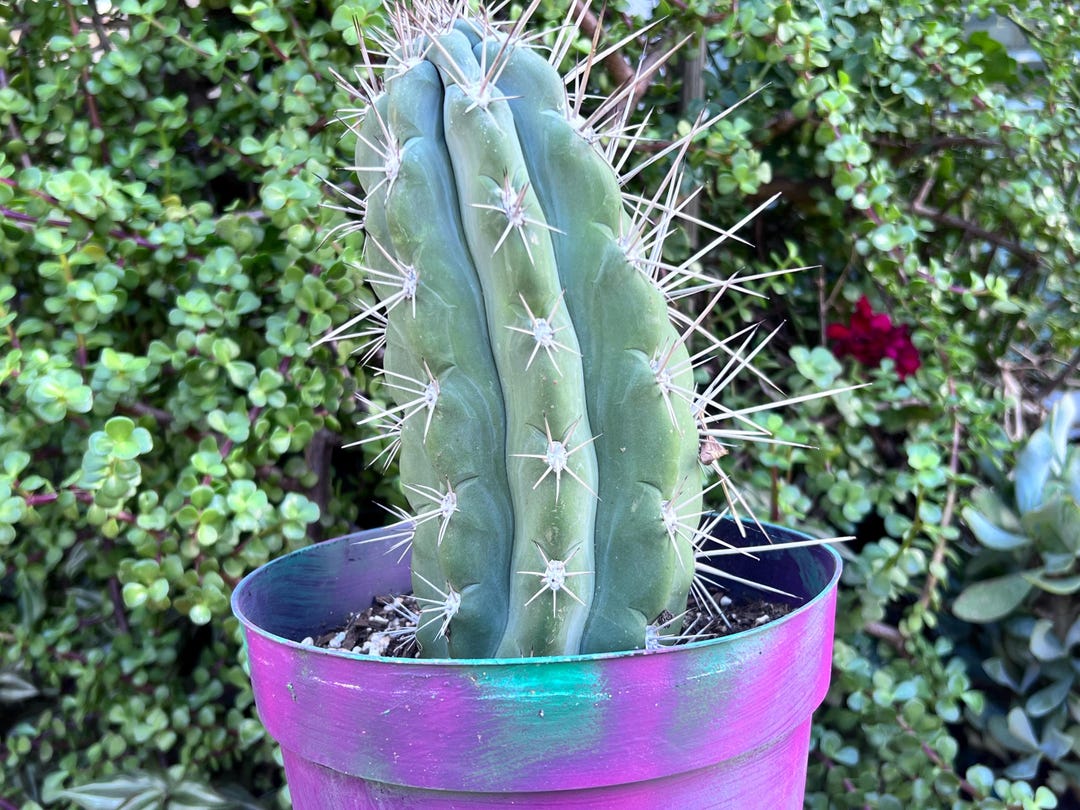 Stetsonia Coryne Tootpick Cactus,rare Cactus,no Planter - Etsy