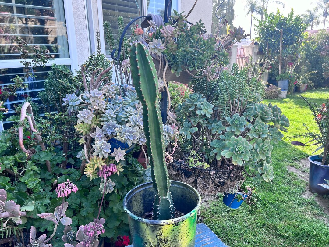 Large Euphoria Ingens Candelabra Chocolate Drop,diy Cactus,large Cactus ...