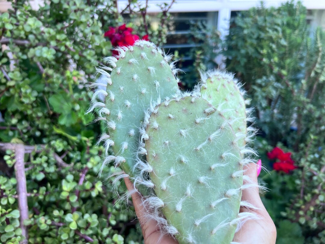 Snow Opuntia Cactus Cuttings,fuzzy Prickly Pear,opuntia Erinacea Ursine ...
