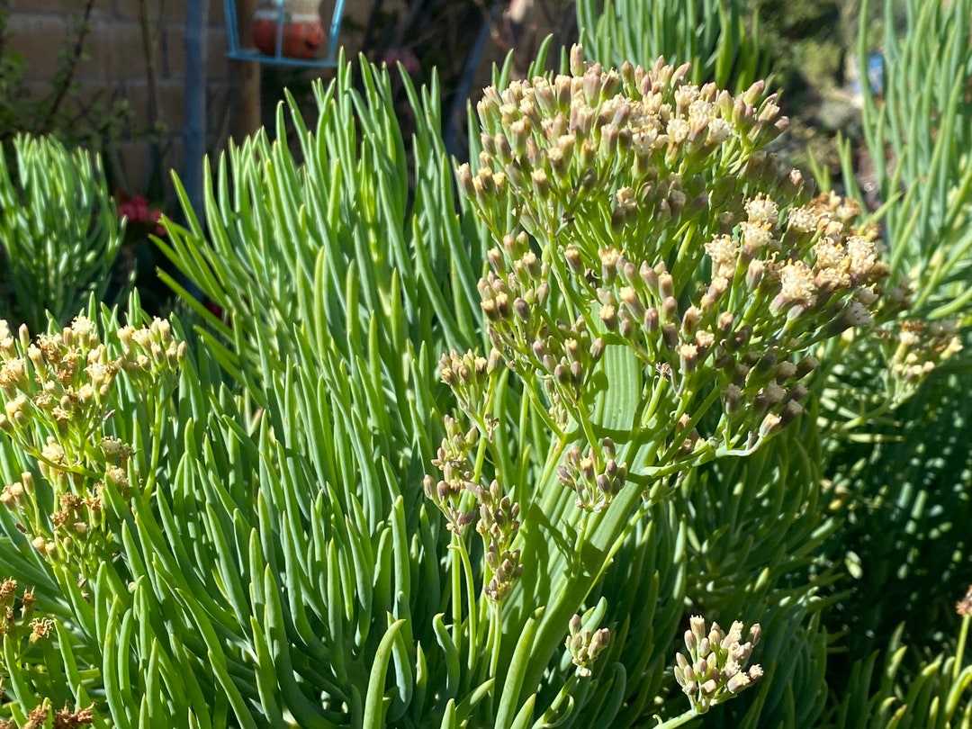 Unrooted Blue Chalk Fingers Succulent Cuttings: DIY Senecio Vitalis - Etsy