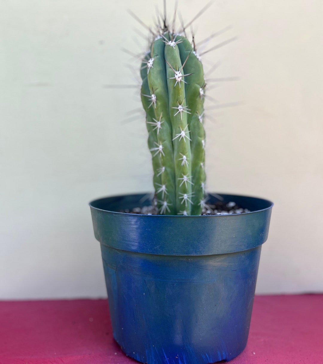 Stetsonia Coryne Toothpick Cactus,rare Cactus,toothpick Cactus,diy ...