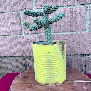 Cylindropuntia Mini Cholla Cactusrare Cactusdiy Cactuslarge - Etsy