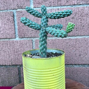 Cylindropuntia Mini Cholla Cactusrare Cactusdiy Cactuslarge - Etsy