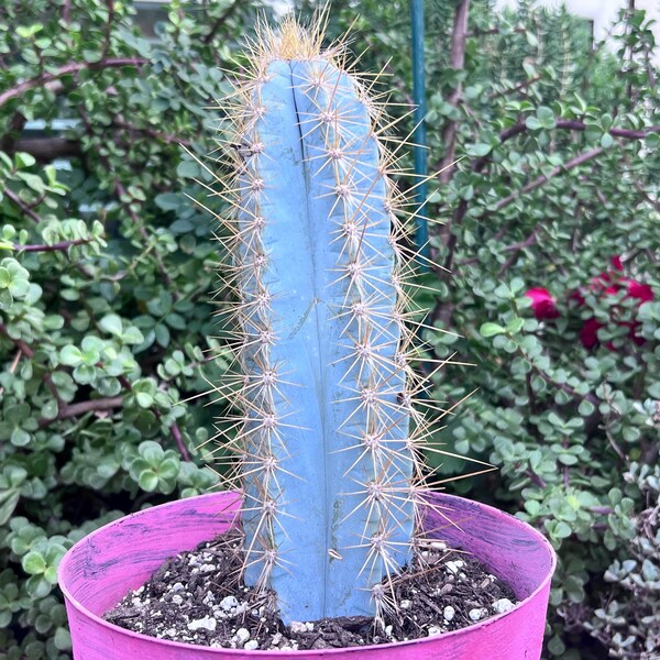 Blue Cactus - Etsy