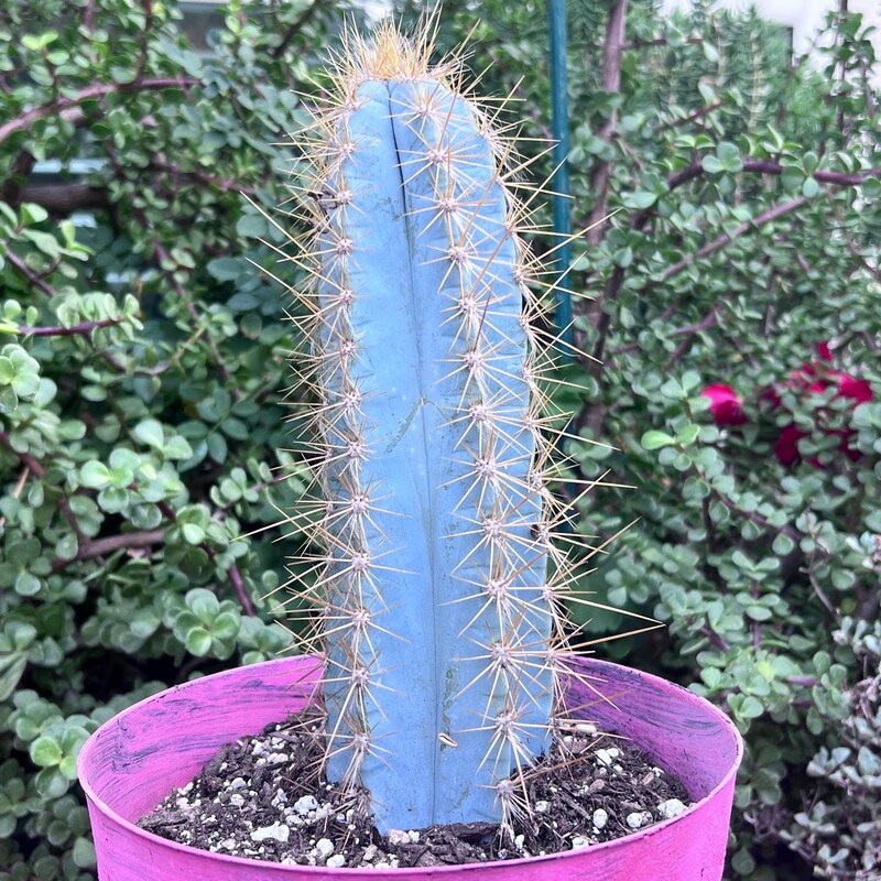 Blue Cactus - Etsy