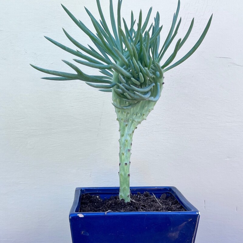Blue Crested Cactus - Etsy