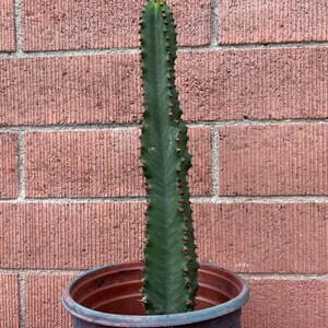 Euphorbia Ingens Candelabra Chocolate Drop,diy Cactus,large Cactus.diy ...