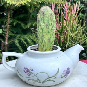 Floral Upcycled Teapot Planter With Sunburst Opuntia Cactus,cactus ...