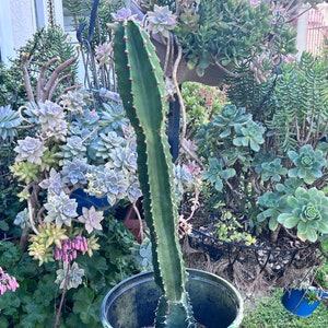 Large Euphoria Ingens Candelabra Chocolate Drop,diy Cactus,large Cactus ...