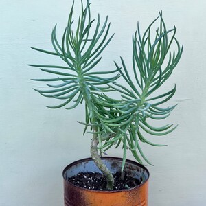 Unique Succulent,bonsai Succulent,blue Sepents Chalk Fingers,diy ...