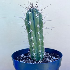 Stetsonia Coryne Toothpick Cactus,rare Cactus,toothpick Cactus,diy ...