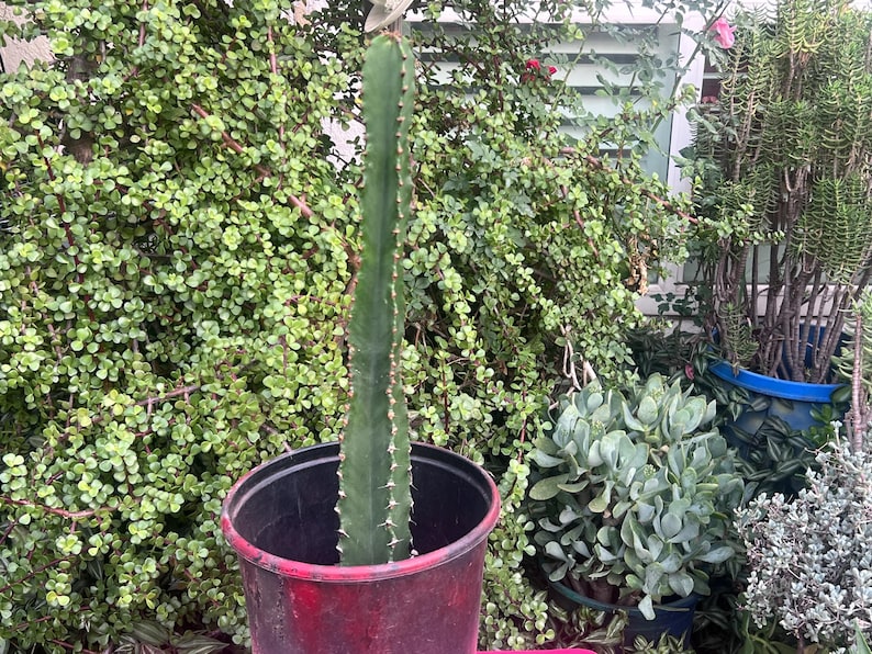 Euphorbia Ingens Candelabra Chocolate Drop Cactus - 25” Tall (no ...