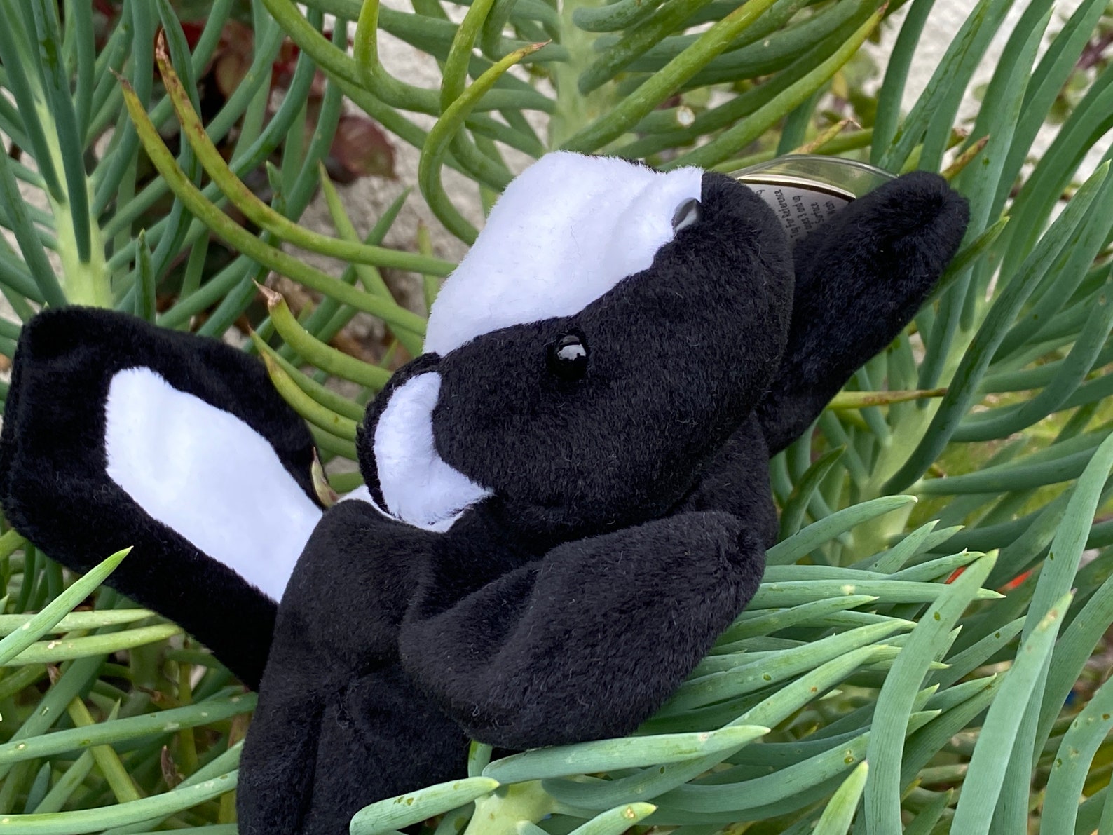 Ty Beanie Babies Stinky the Skunkcollectible Beanie - Etsy