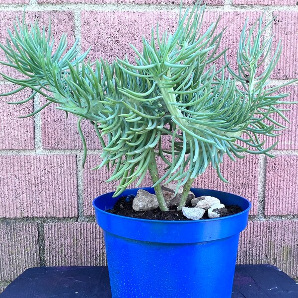 Mermaid Tail Plant Live - Etsy