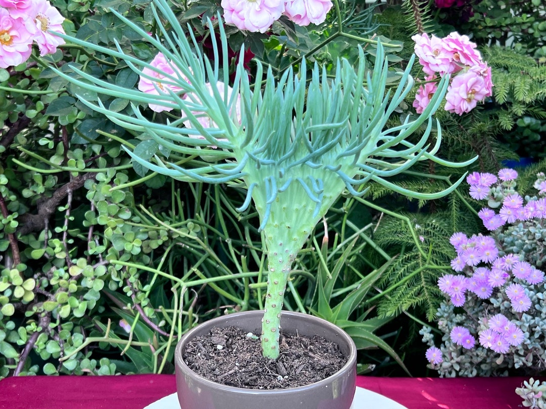 Cested Mermaid Tail Succulent Plant,rare Succulent Plant,exotic Mermaid ...
