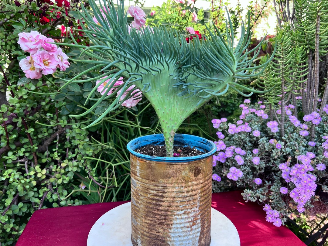 Rare Cested Mermaid Tail Succulent Plant,rare Succulent Plant,exotic ...