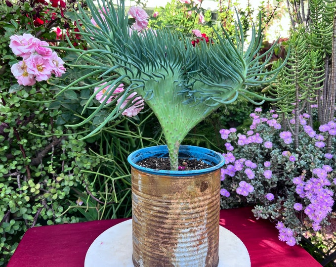 Rare Cested Mermaid Tail Succulent Plant,rare Succulent Plant,exotic ...