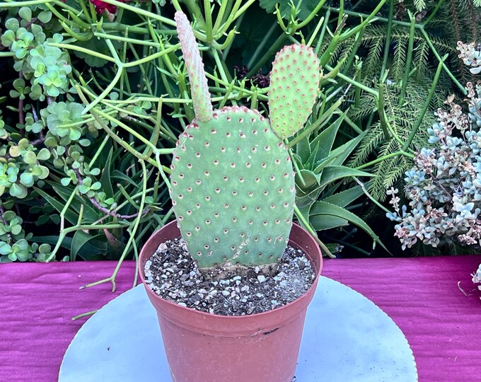 Beavertail Cactus,opuntia Basilaris,unique Opuntia,diy Cactus,large ...