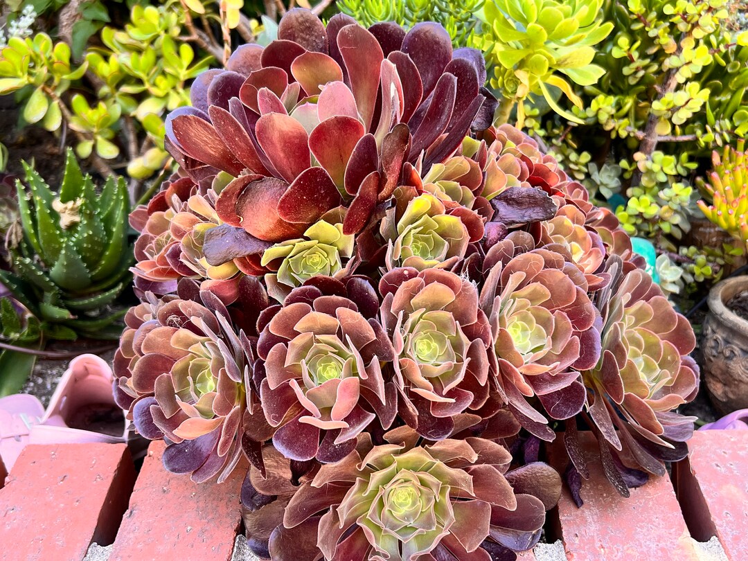 Hybrid Aeonium Cuttings,unrooted Aeonium,3 Live Cuttings,aeonium ...
