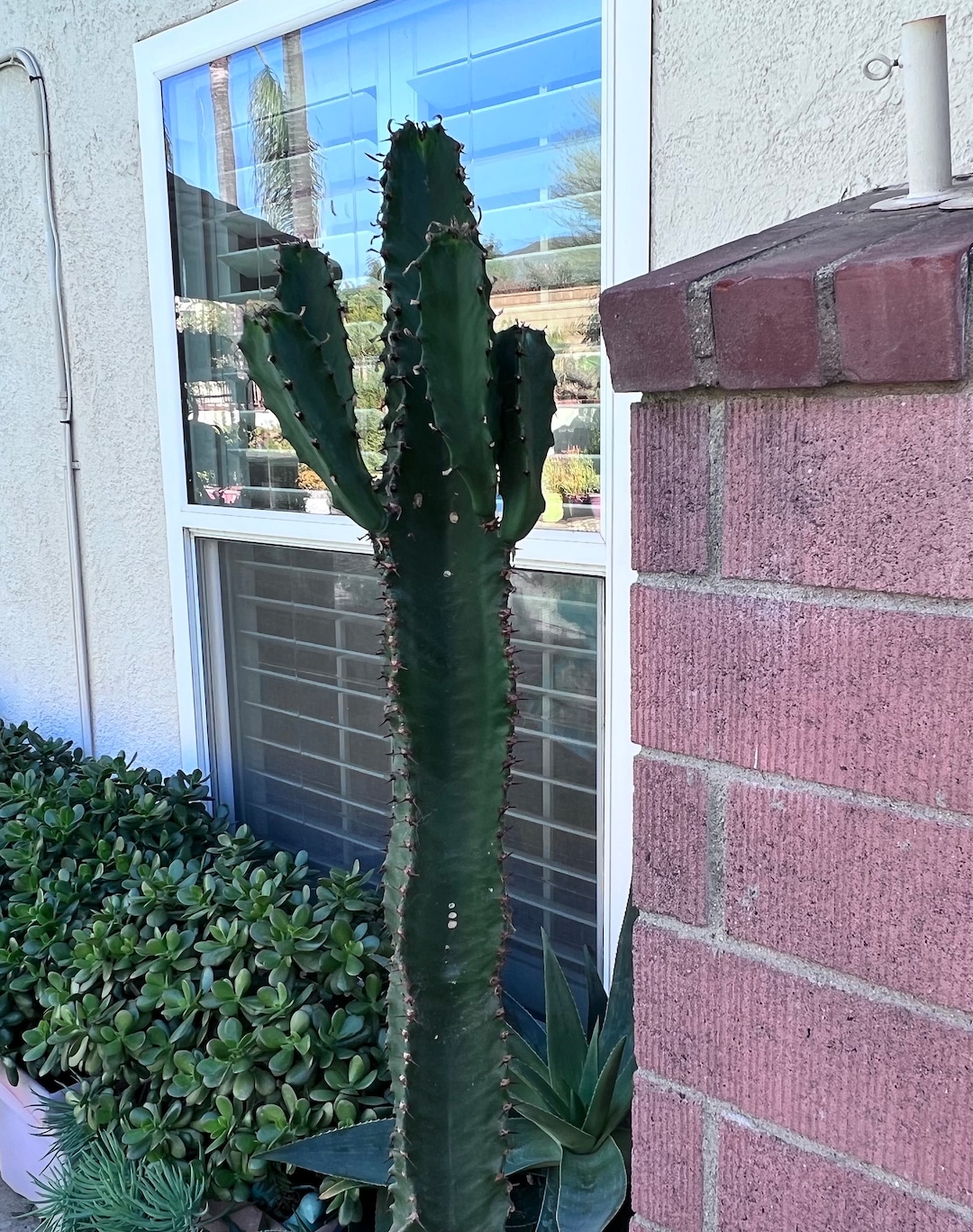 Large Euphorbia Ingens Candelabra Chocolate Drop,xtra-large Euphorbia ...