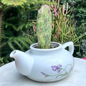 Floral Upcycled Teapot Planter With Sunburst Opuntia Cactus,cactus ...