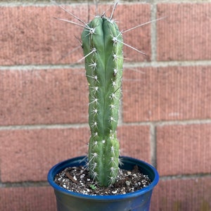 Stetsonia Coryne Toothpick Cactus,rare Cactus,toothpick Cactus,diy ...