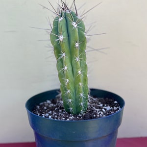Stetsonia Coryne Toothpick Cactus,rare Cactus,toothpick Cactus,diy ...