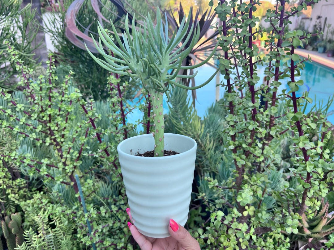 Rare Crested Mermaid Tail Succulent Plant,rare Succulent,rare Mermaid ...