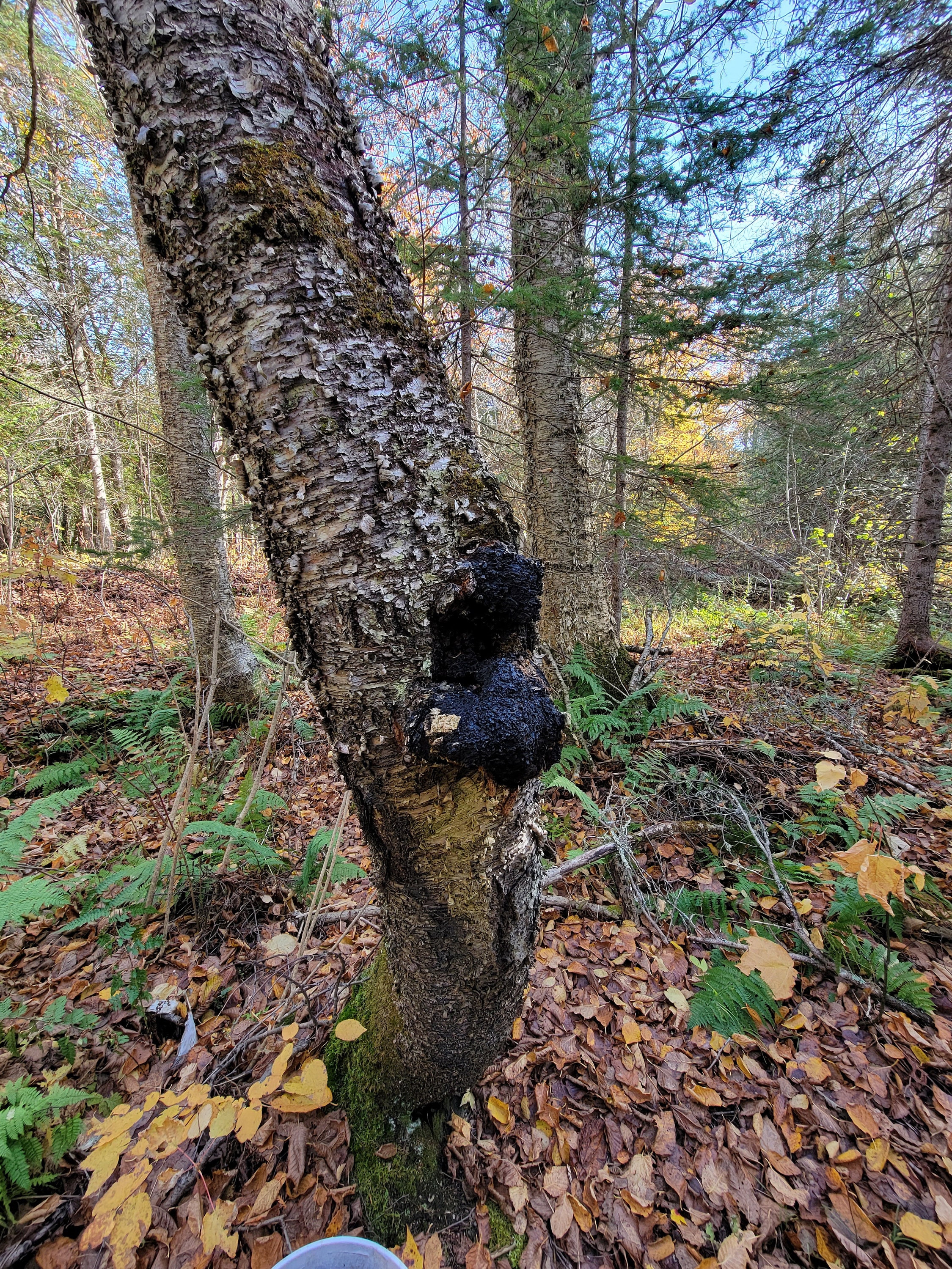Wild Chaga - Etsy