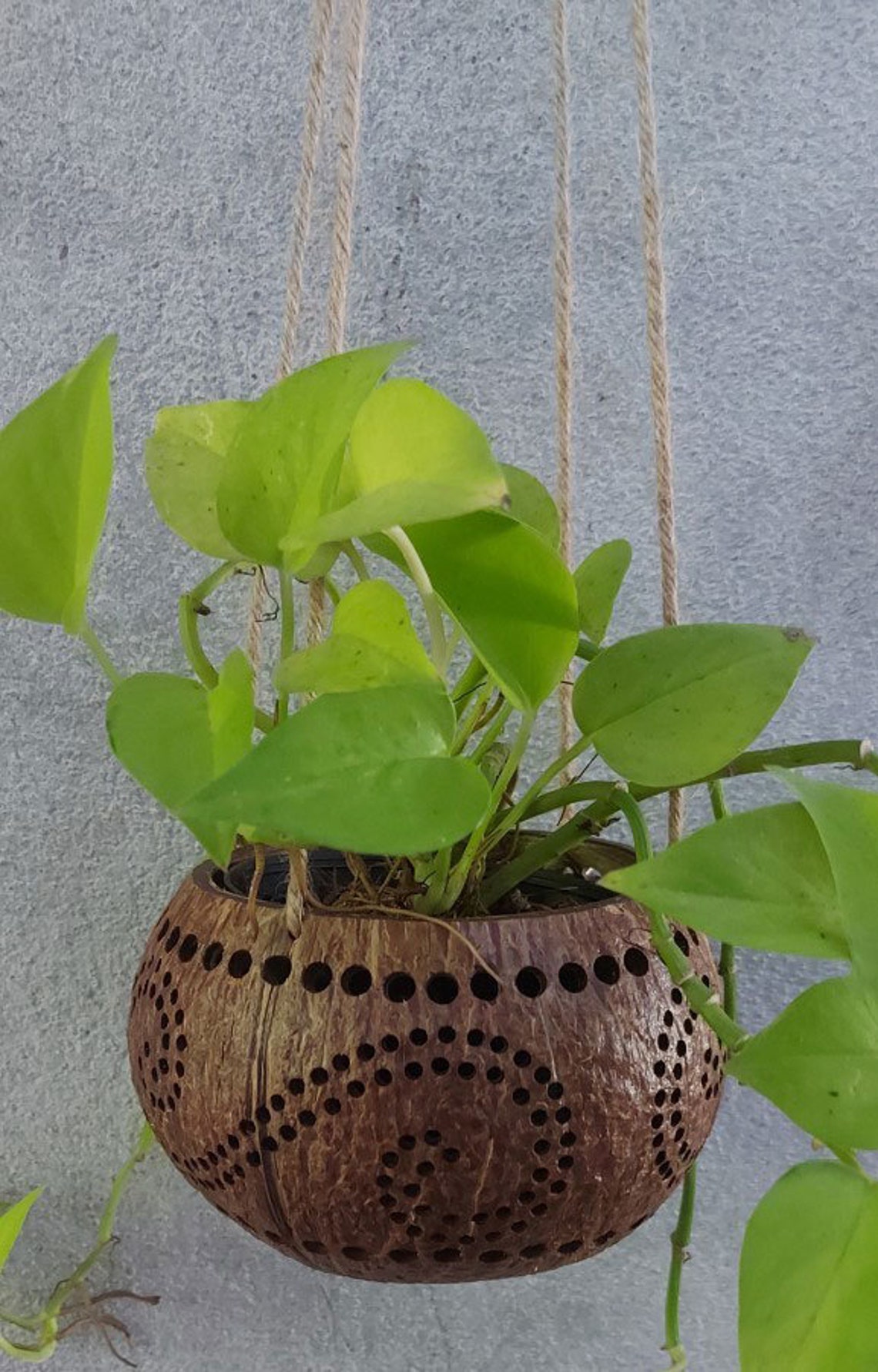Set 3 PCS Natural Coconut Plant Hanging Pot Flower Coconut - Etsy