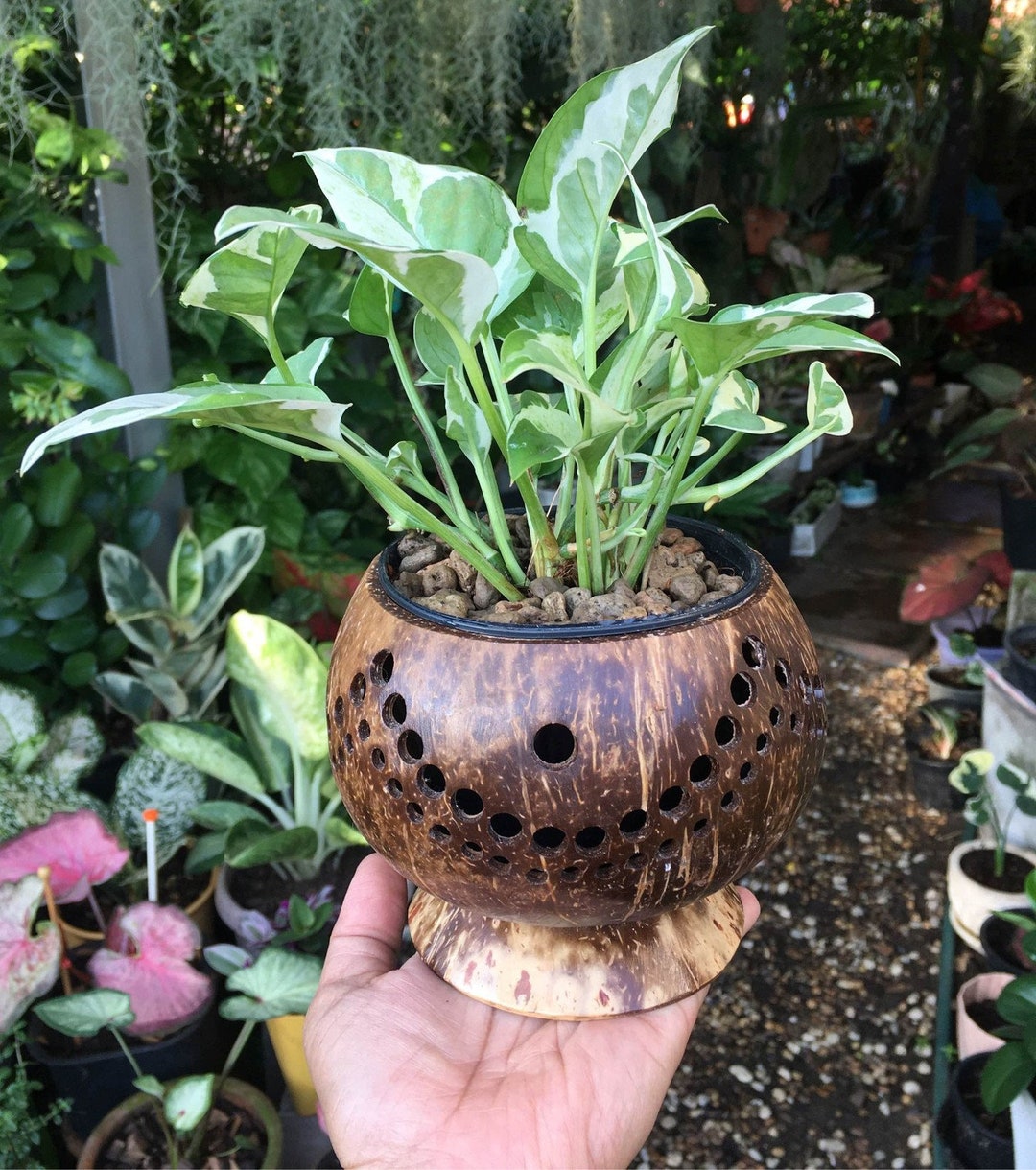 Coconut Shell Pot Planter Coconut Shell Tea Light Holder - Etsy