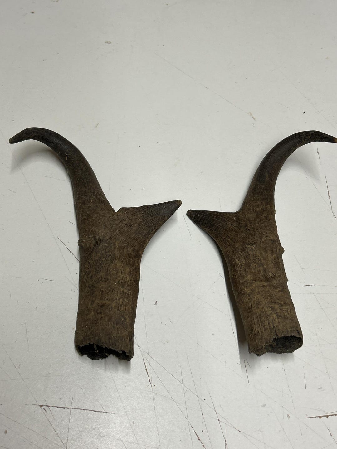 Antelope Horns,antlers . Taxidermy ..crafts - Etsy