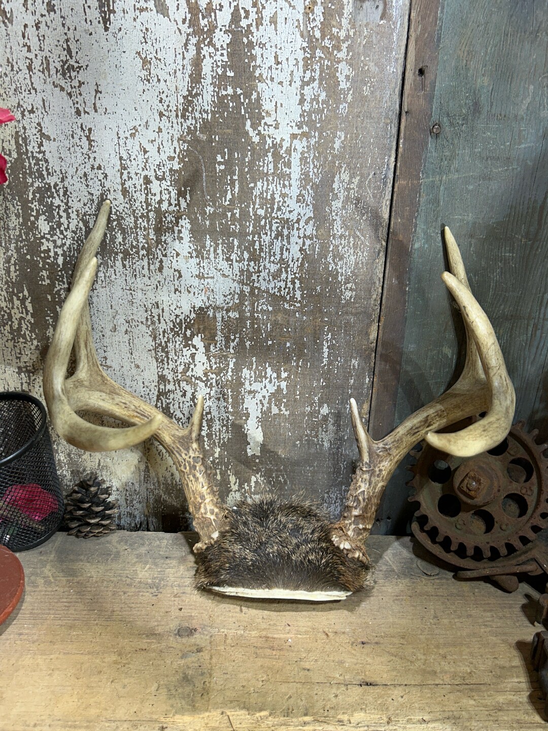 Whitetail Deer Antlers, Mount - Etsy