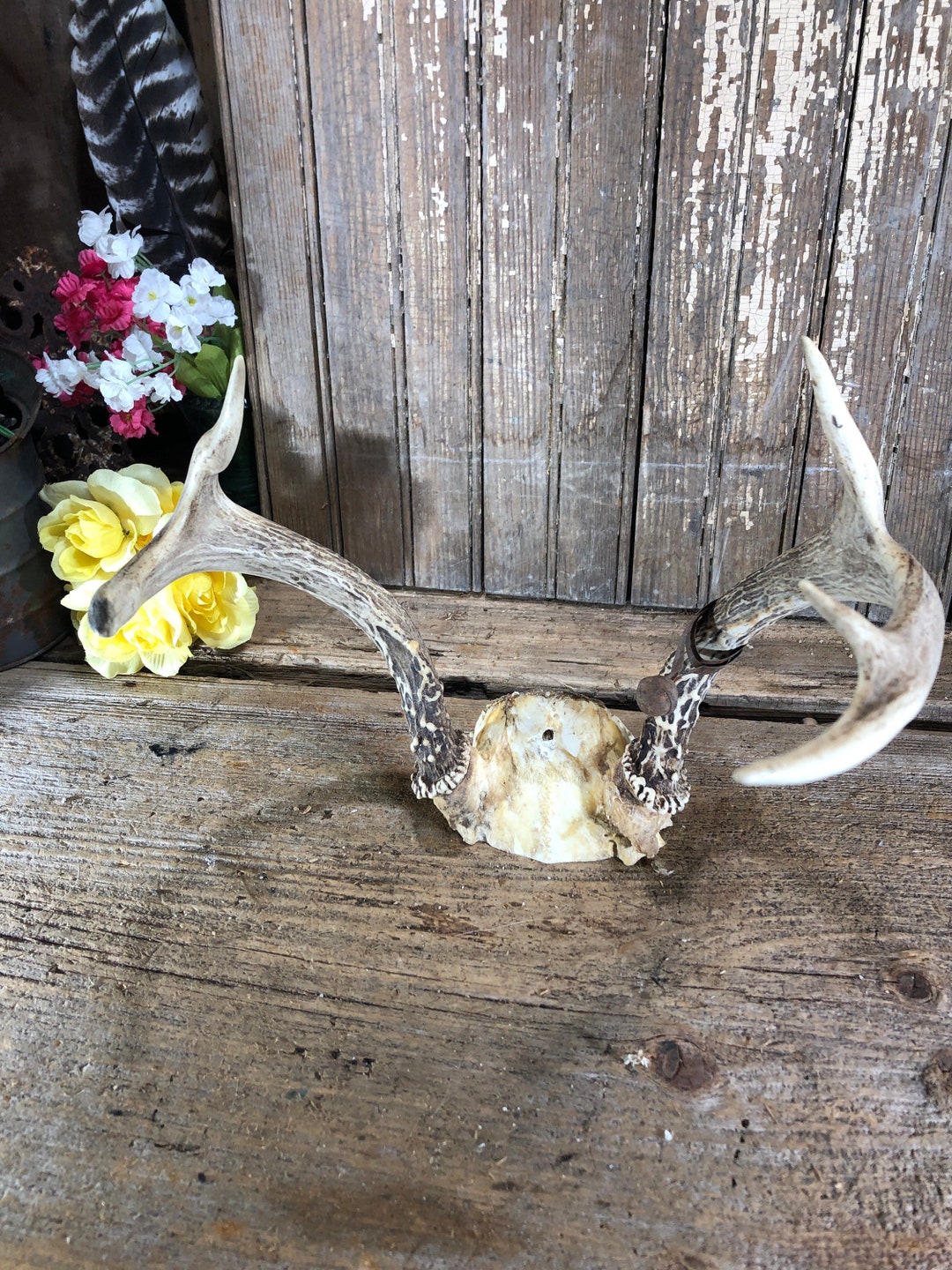 Whitetail Deer Antlers ..deer Horns. 5 Pointer With Old Metal - Etsy