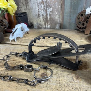 Vintage Wolf Trap , Beaver/ With Teeth! Victor 14 - Etsy