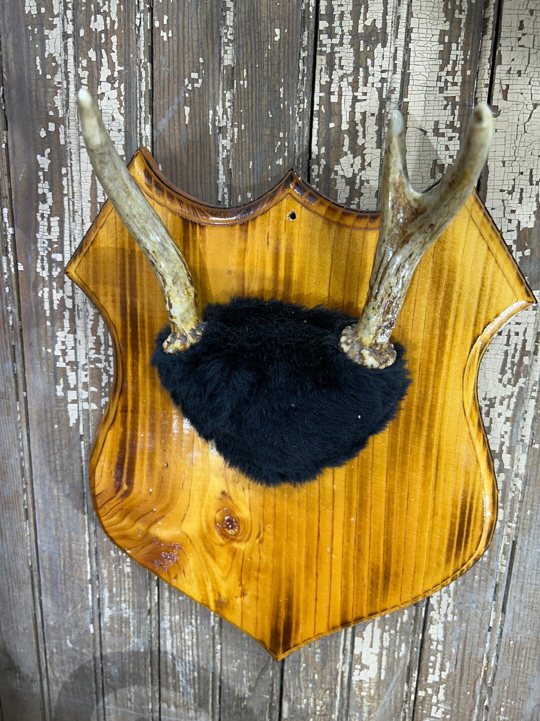 Whitetail Deer Antlers, Mount - Etsy