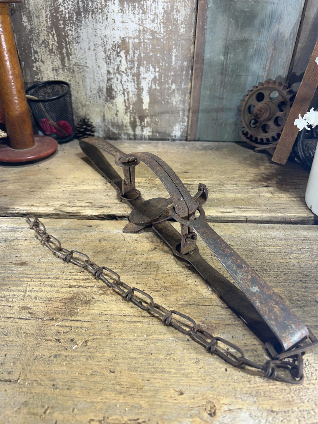 Vintage Trap 1900 ’s Era, Victor Brand , Coyote, 19 ” Long , Cabin ...