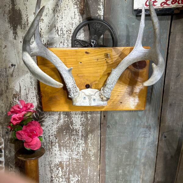 Deer Antler Mount - Etsy