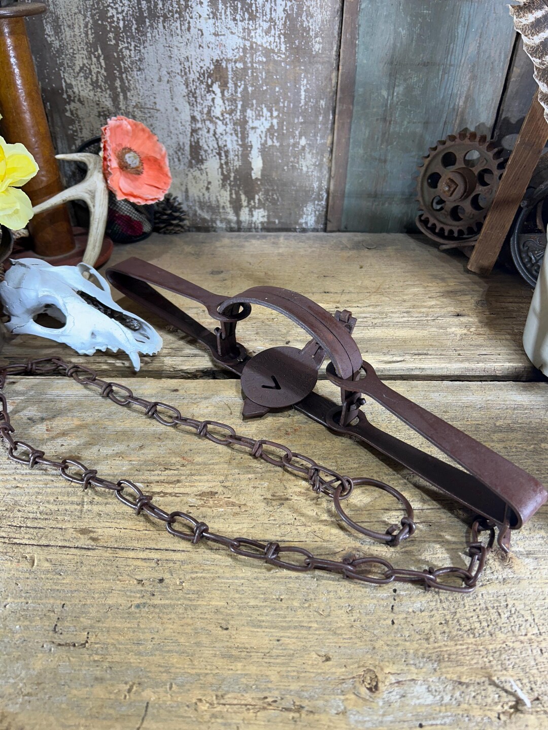 Vintage Trap 1900 ’s Era, Victor Brand , Coyote, 17 ” Long , Cabin ...